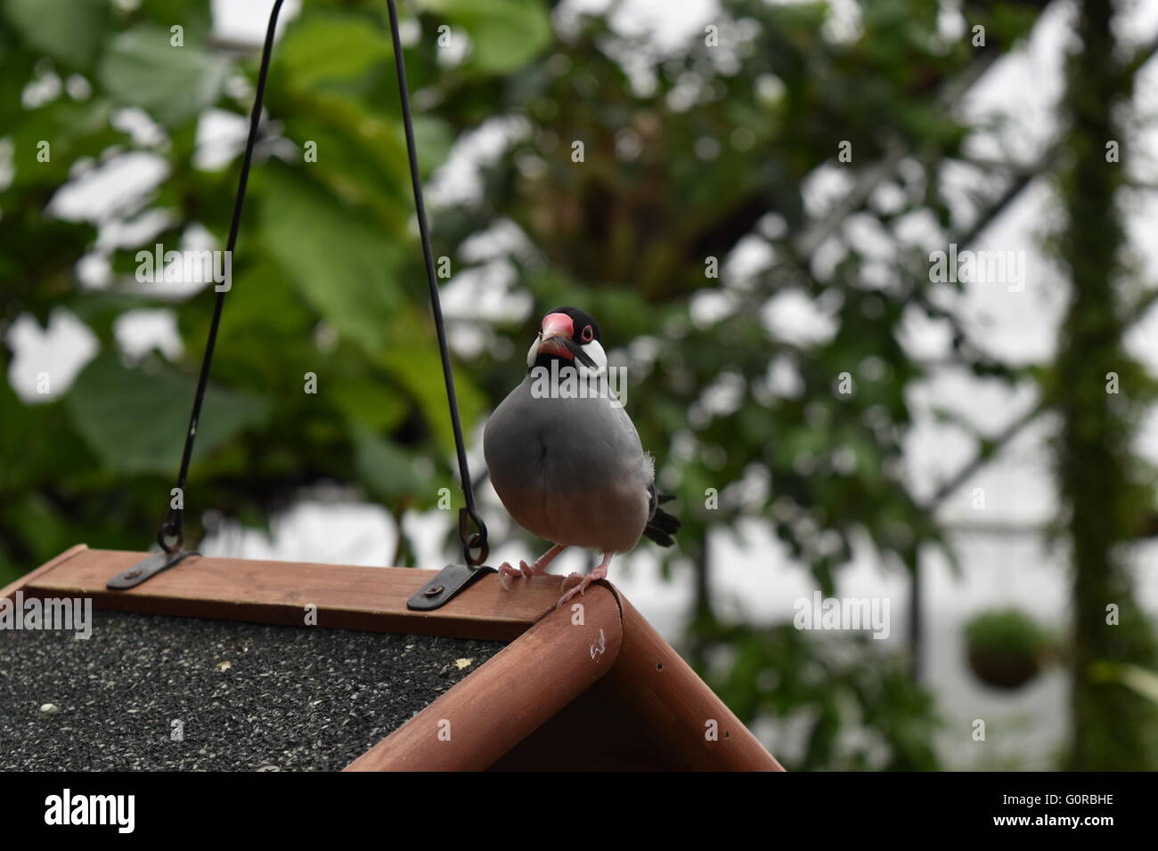 Plume dans son bec Banque de photographies et d’images à haute ...