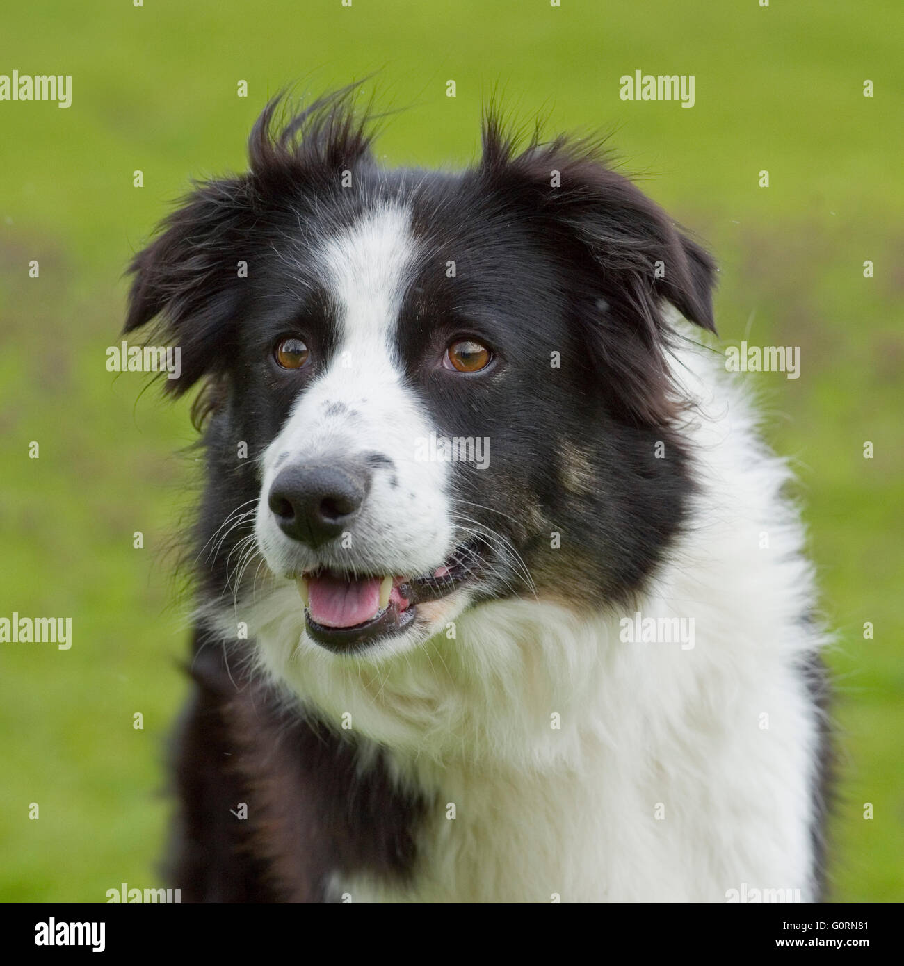 Chien De Berger De Travail Banque d'image et photos - Alamy