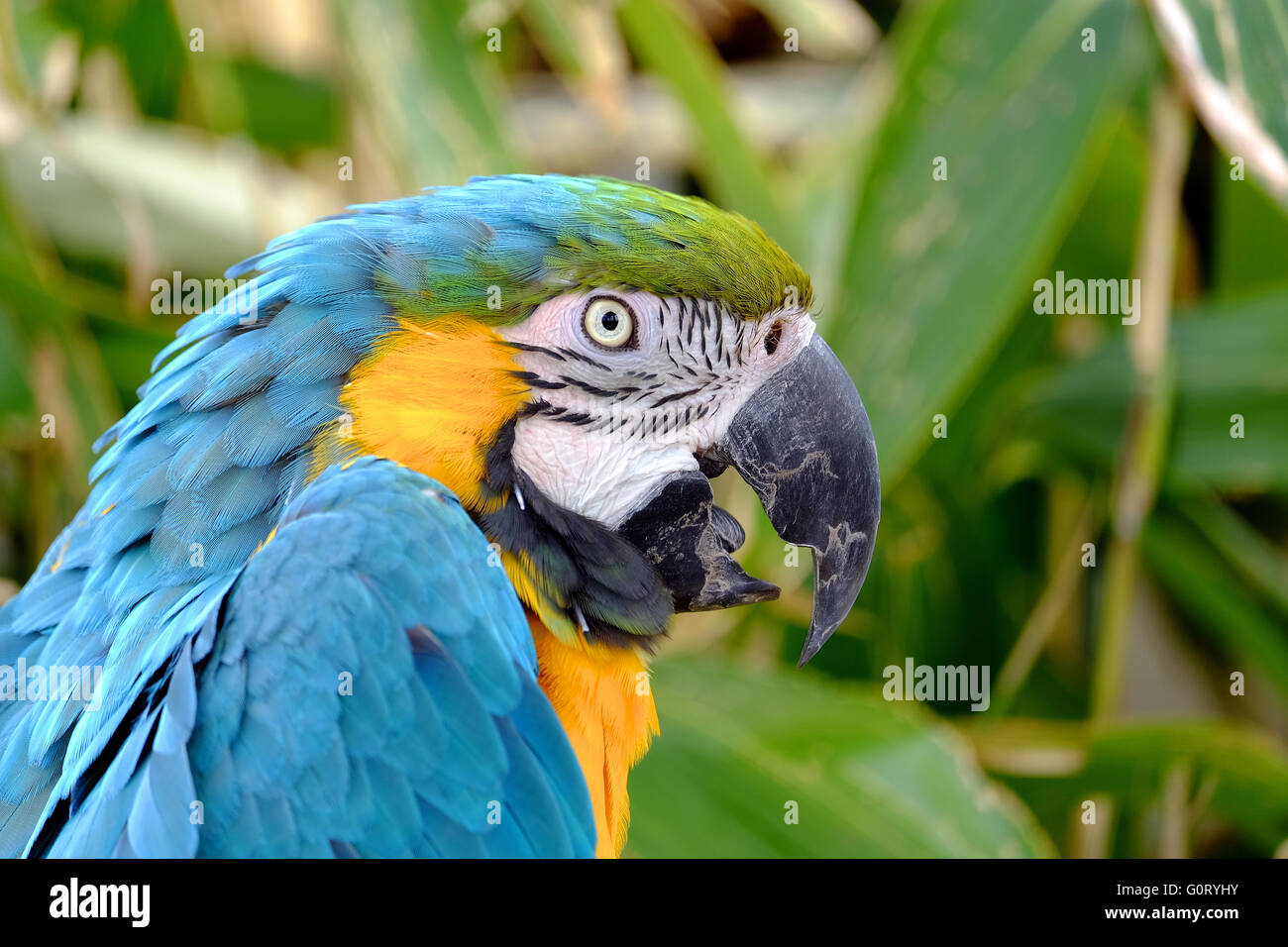 Ara bleu et jaune ou bleu et or Macaw (parrot) Amérique du Sud (Ara ...