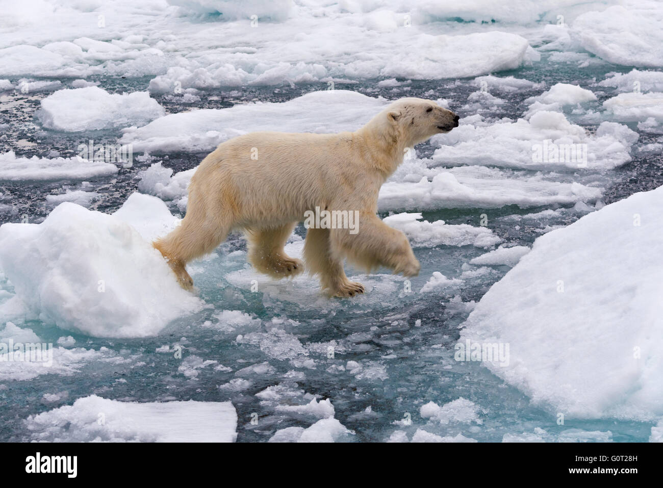 L'ours polaire en train de faire son chemin à travers la banquise avec ...