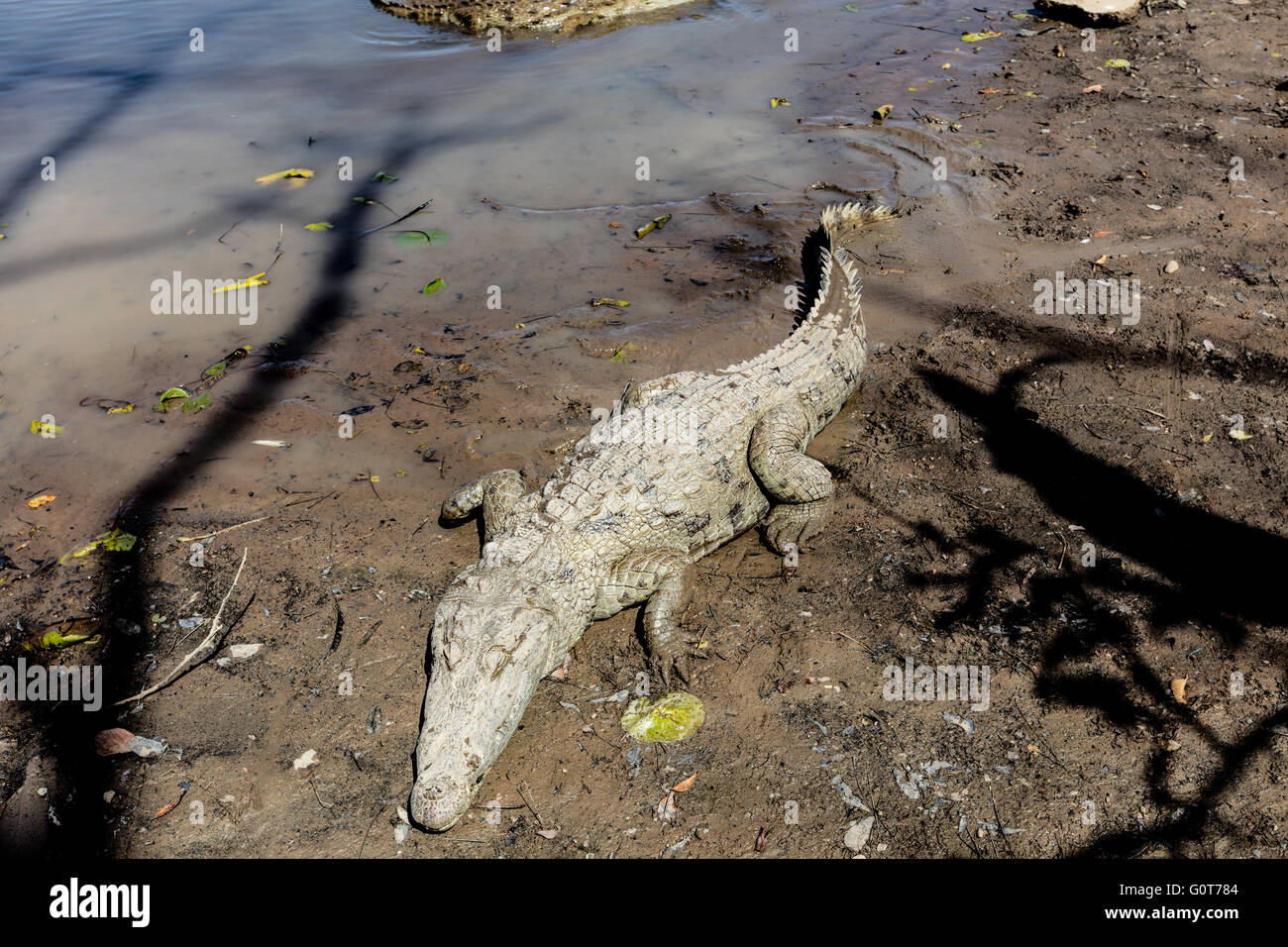 Sacred crocodile in sabou burkina Banque de photographies et d’images à ...