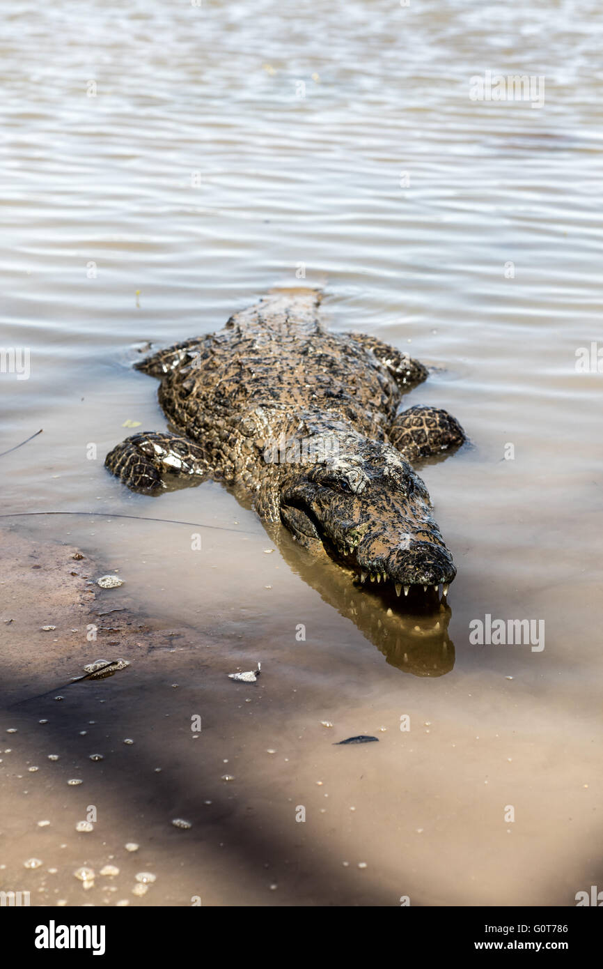 Sacred crocodile in sabou burkina Banque de photographies et d’images à ...