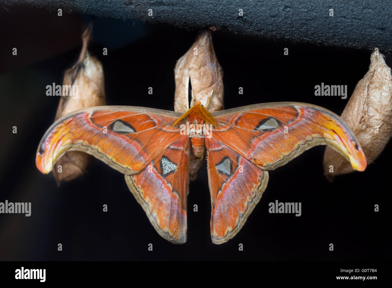Papillon sortant d'un cocon Banque de photographies et d’images à haute ...