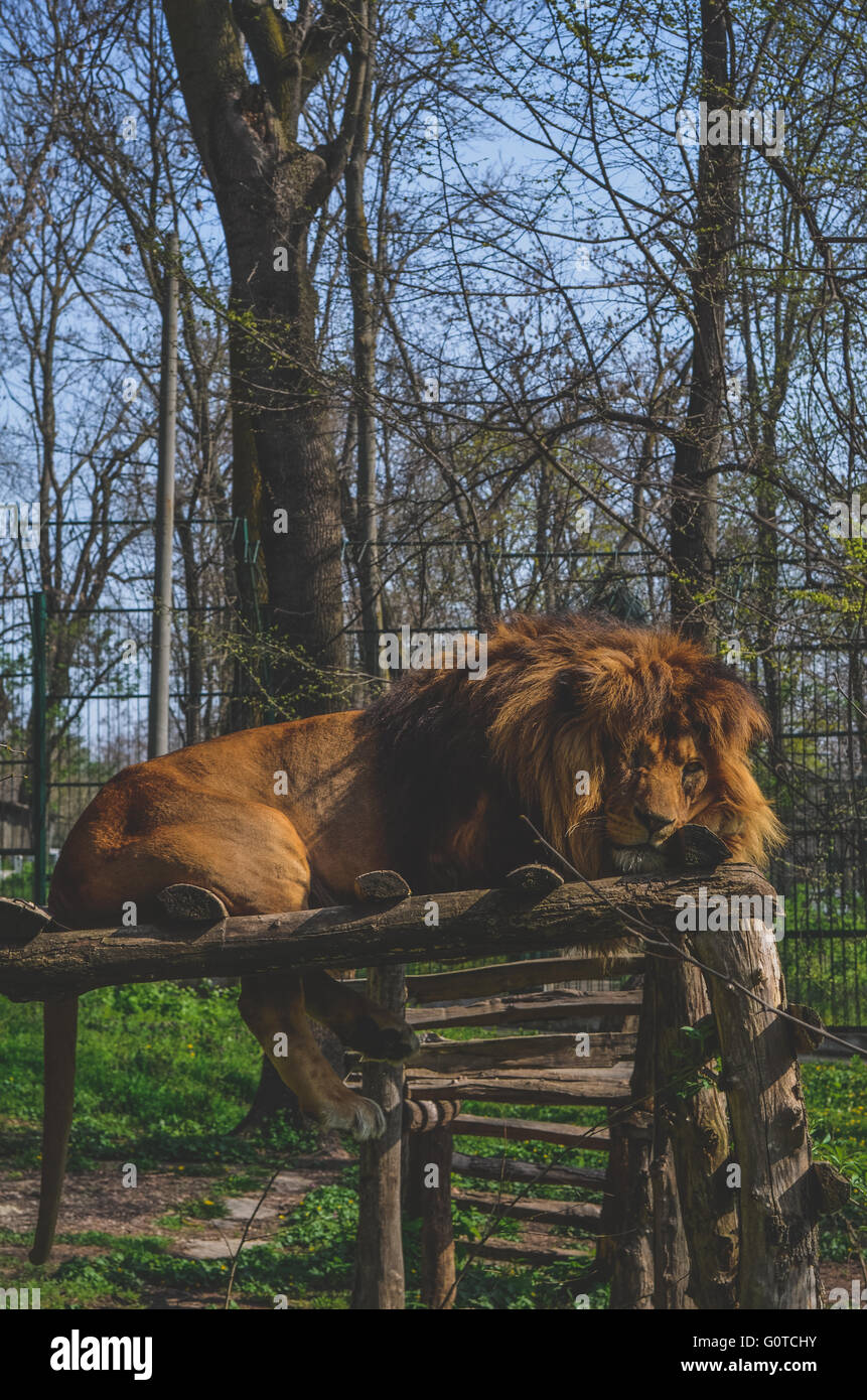 Lion zoo cage Banque de photographies et d’images à haute résolution ...