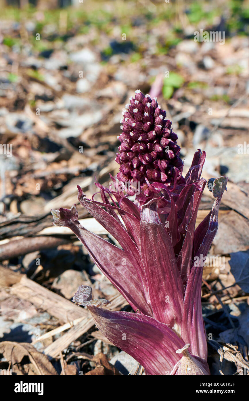 Petasites hybridus Banque de photographies et d’images à haute ...