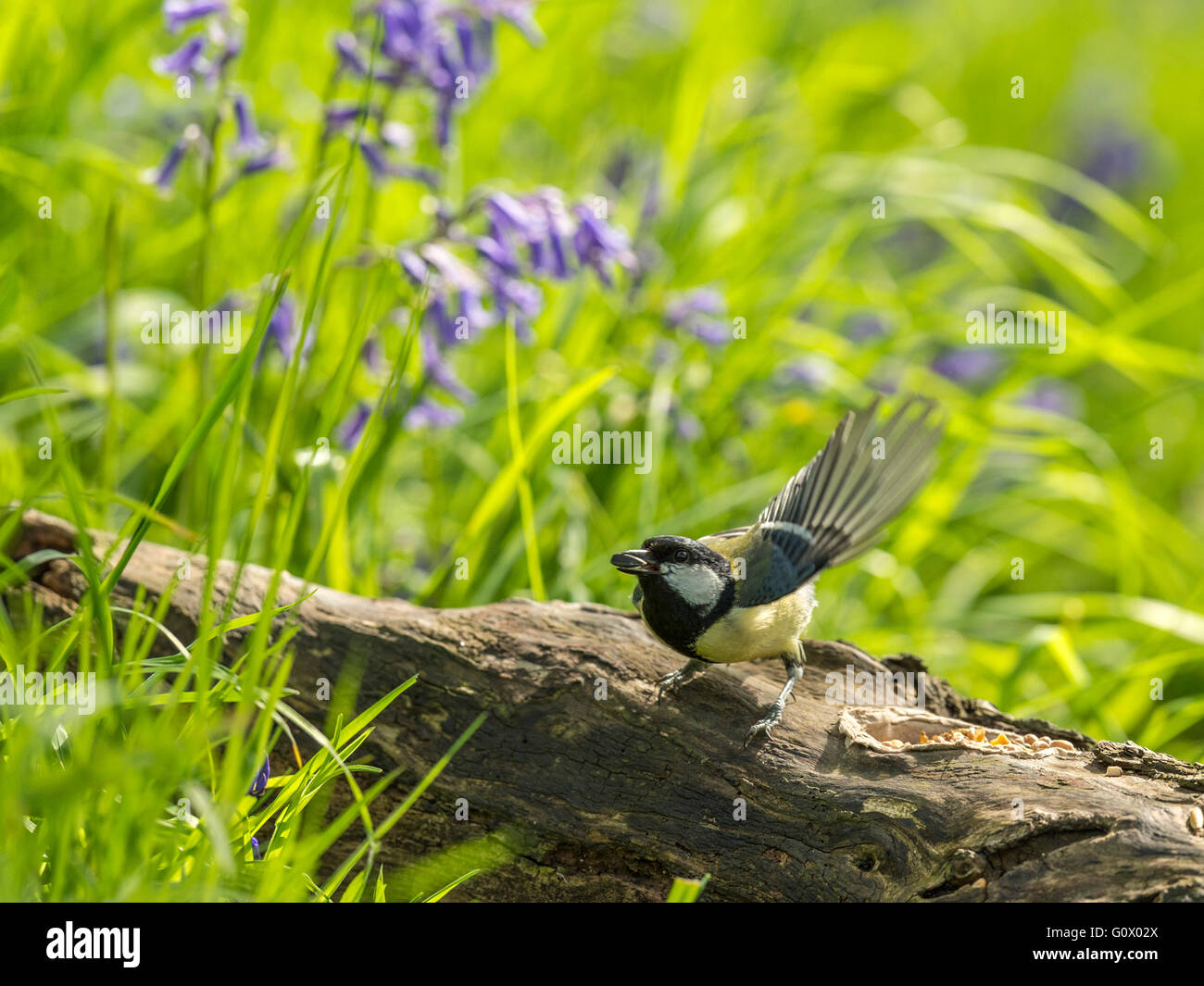 Great Tit (Paripus) majeure en quête de bois naturel. 'Depicted, isolé ...