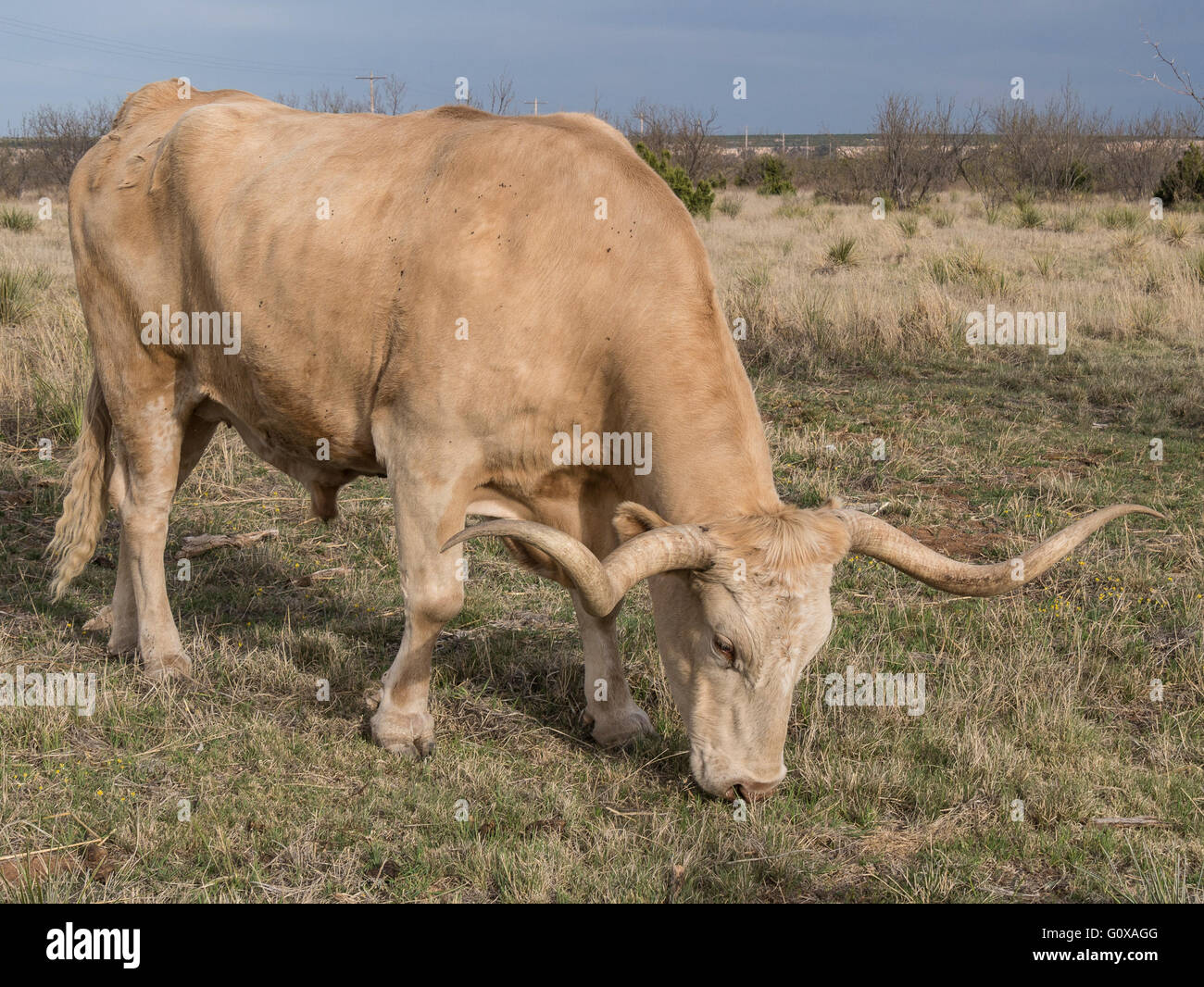 Vache Texas Longhorn Longhorn, pâturage, Palo Duro Canyon State Park ...