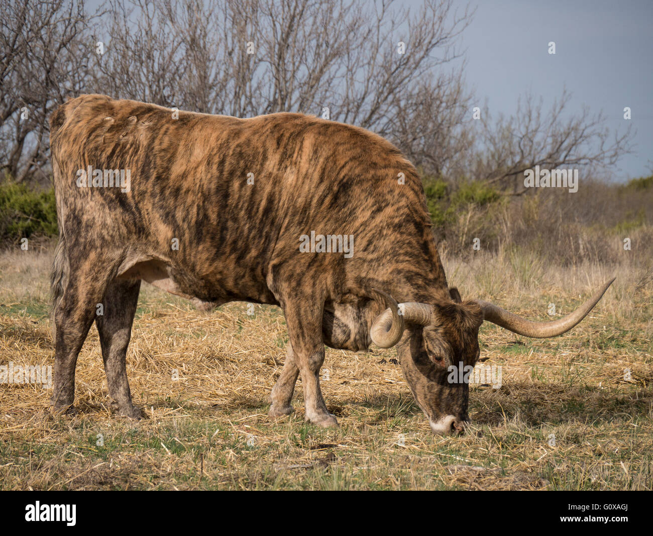 Texas longhorn cow Banque de photographies et d’images à haute ...