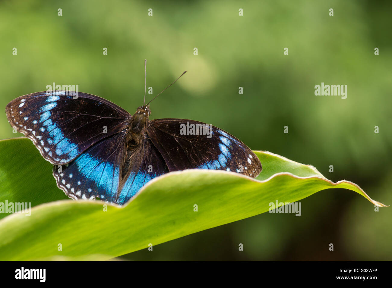Papillon Australien Banque d'image et photos - Page 4 - Alamy