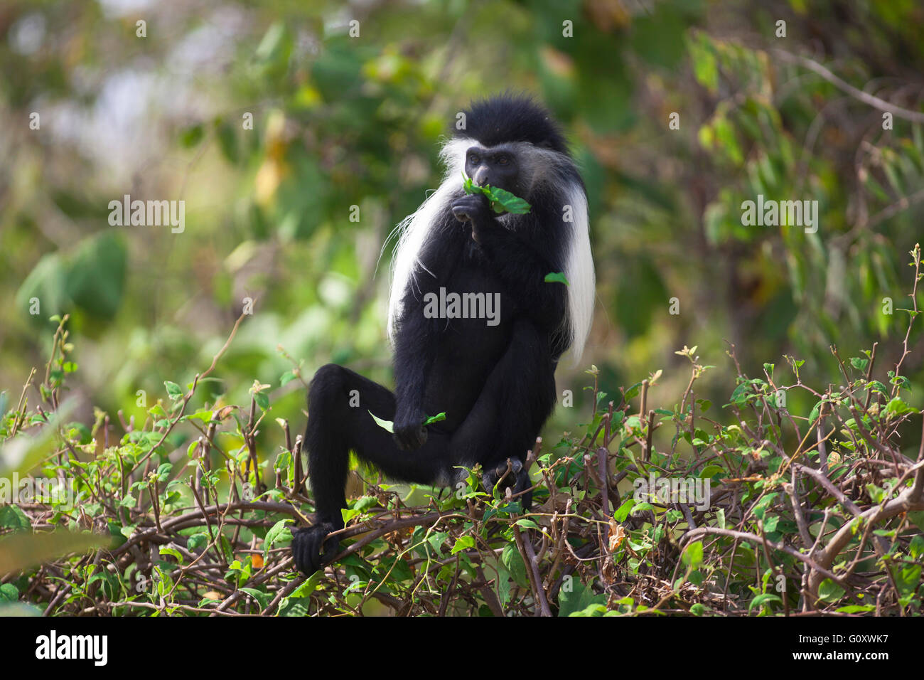 Singe colobe angolais noir et blanc Banque de photographies et d’images ...