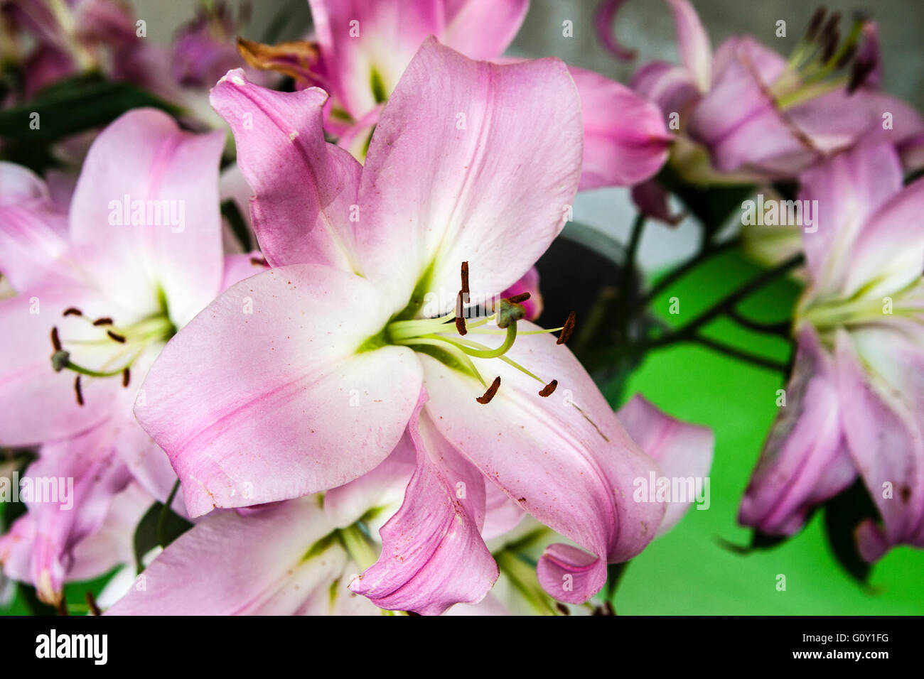 Lilium rose Banque de photographies et d’images à haute résolution - Alamy
