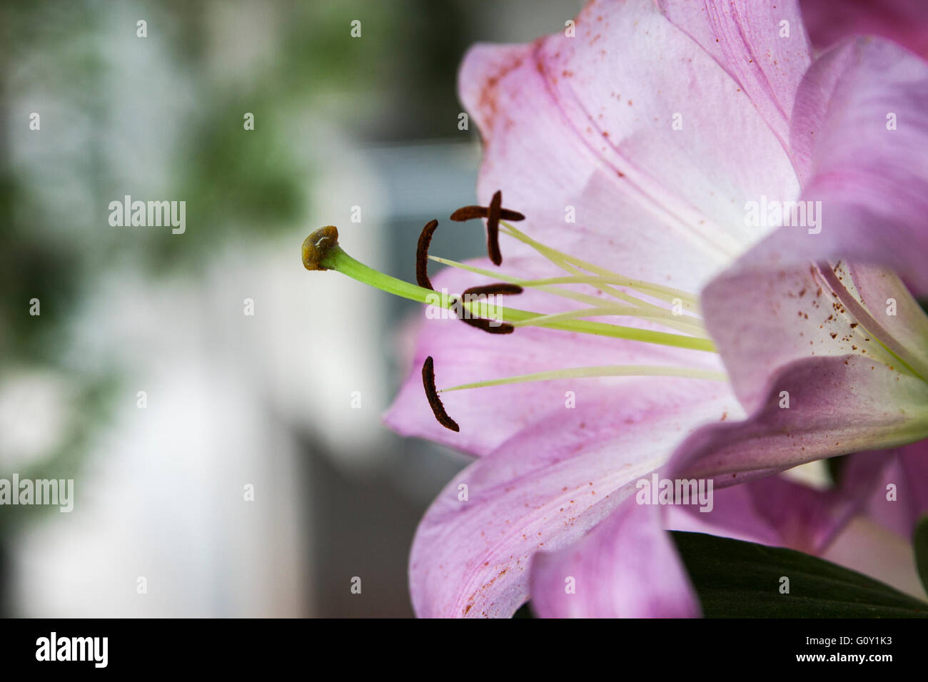 Lilium rose Banque de photographies et d’images à haute résolution - Alamy