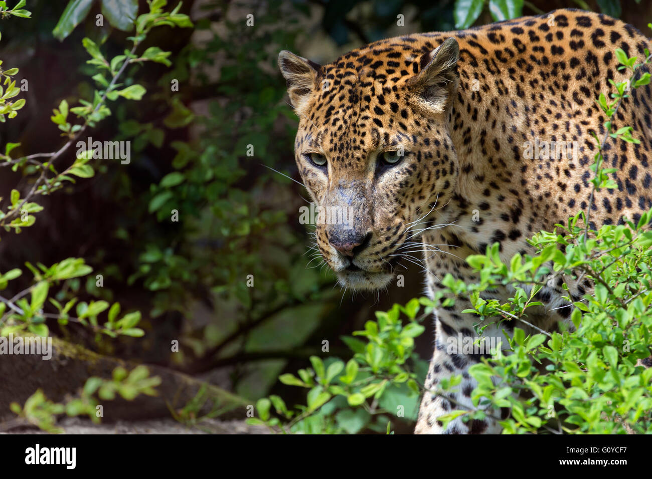 Sri lankan leopard panthera pardus kotiya Banque de photographies et d ...