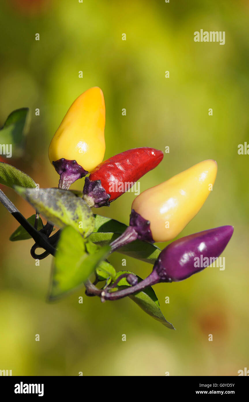 Piment de guirlande lumineuse Banque de photographies et d’images à ...
