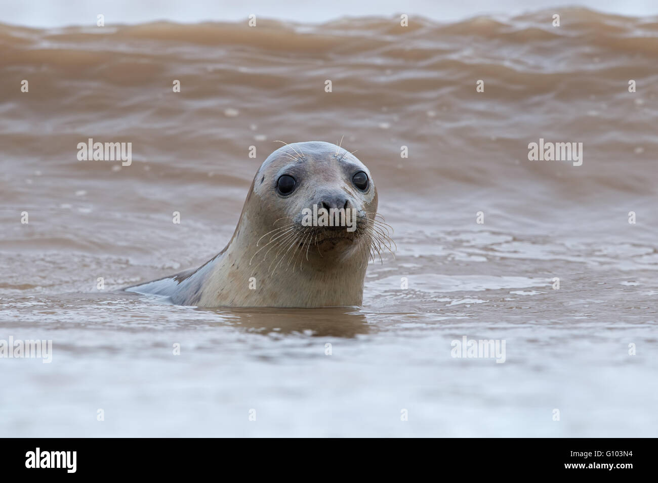 Colonies de phoques Banque de photographies et d’images à haute ...