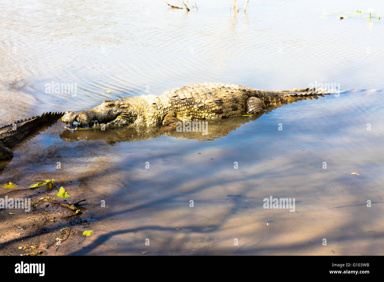 Sacred crocodile in sabou burkina Banque de photographies et d’images à ...