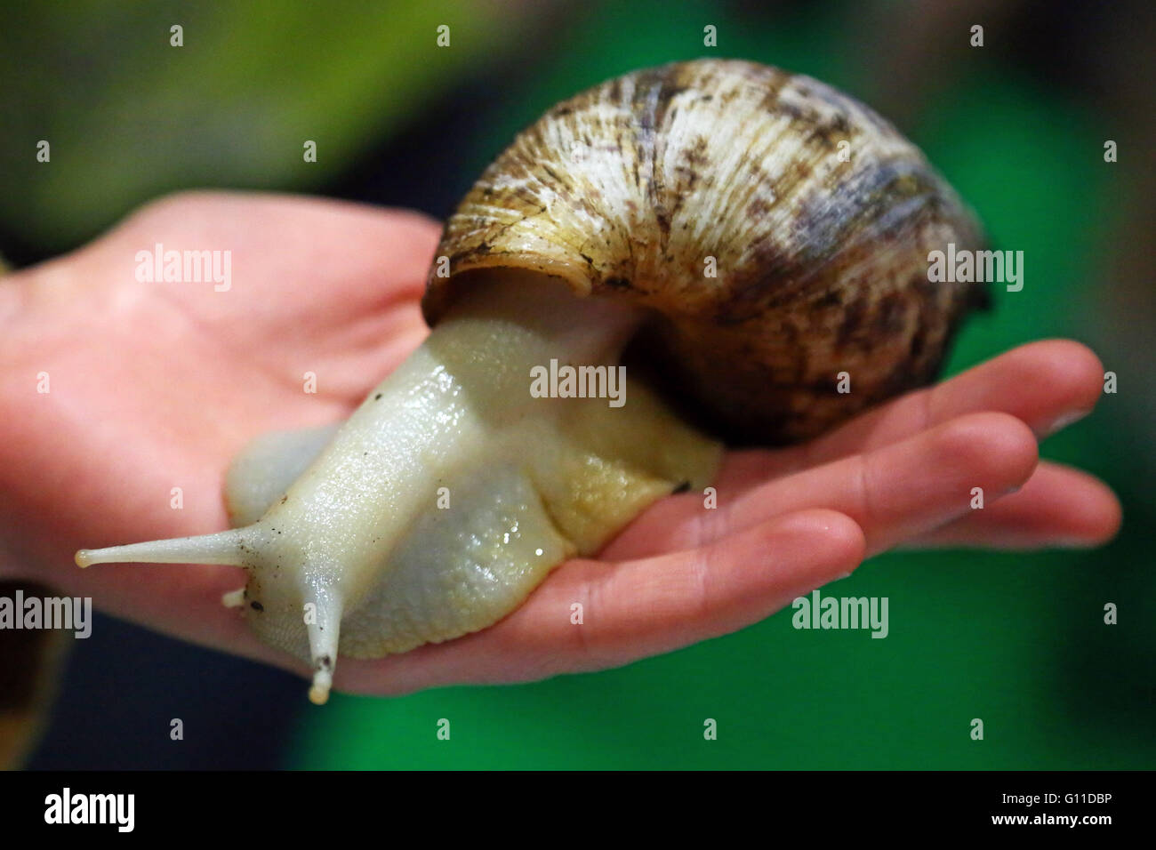 Escargots géants africains Banque de photographies et d’images à haute ...