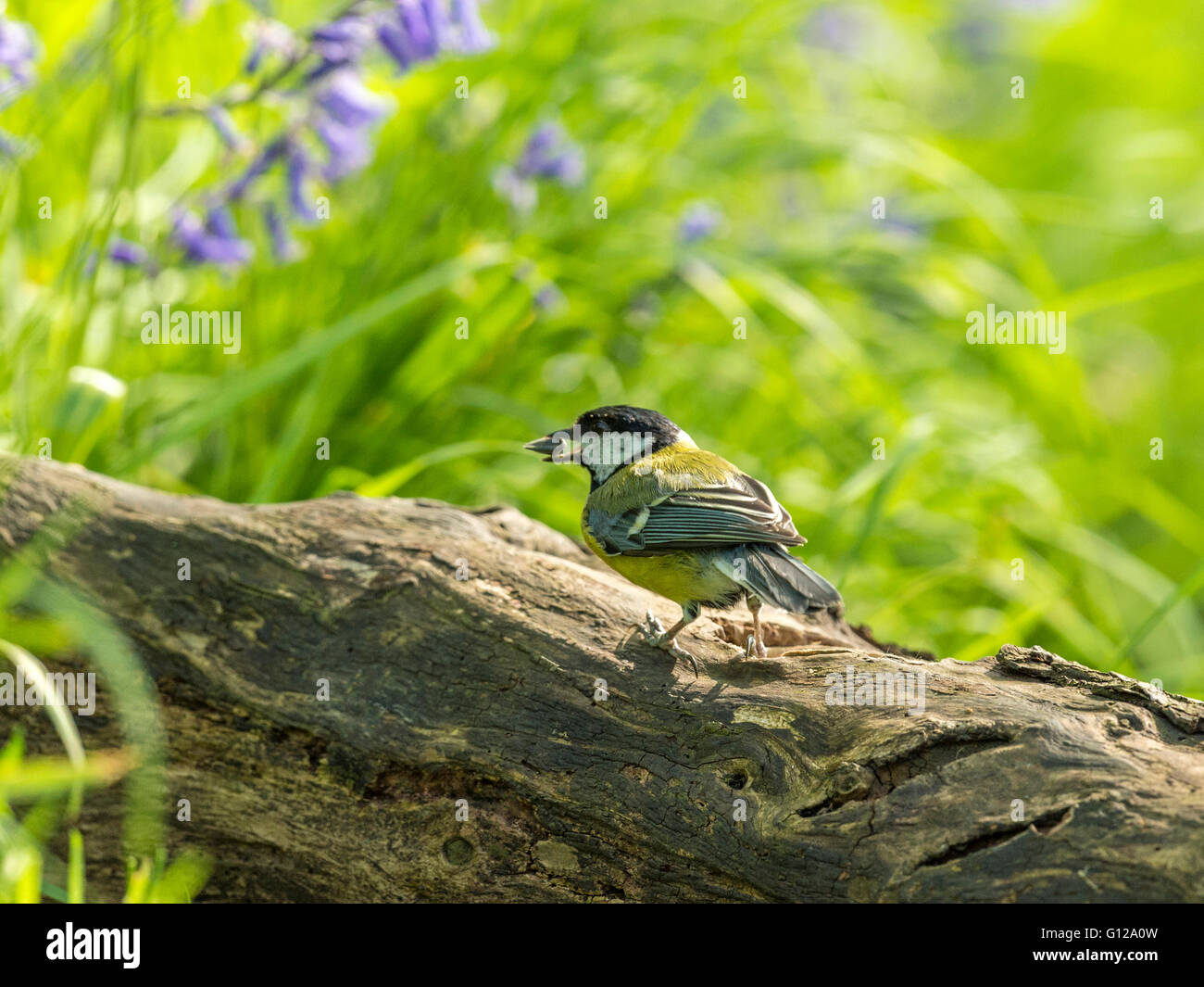 Great Tit (Paripus) majeure en quête de bois naturel. 'Depicted, isolé ...
