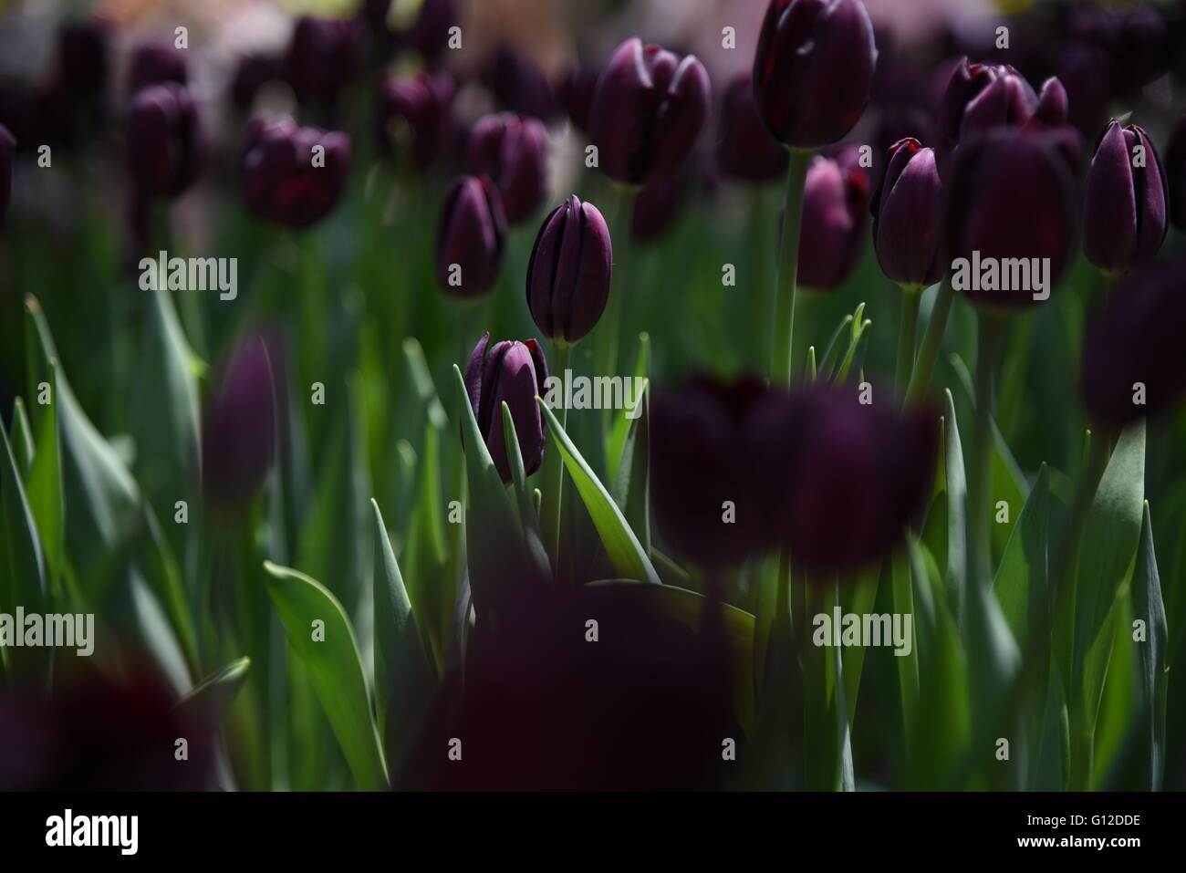 Tulipe noire Banque de photographies et d’images à haute résolution - Alamy