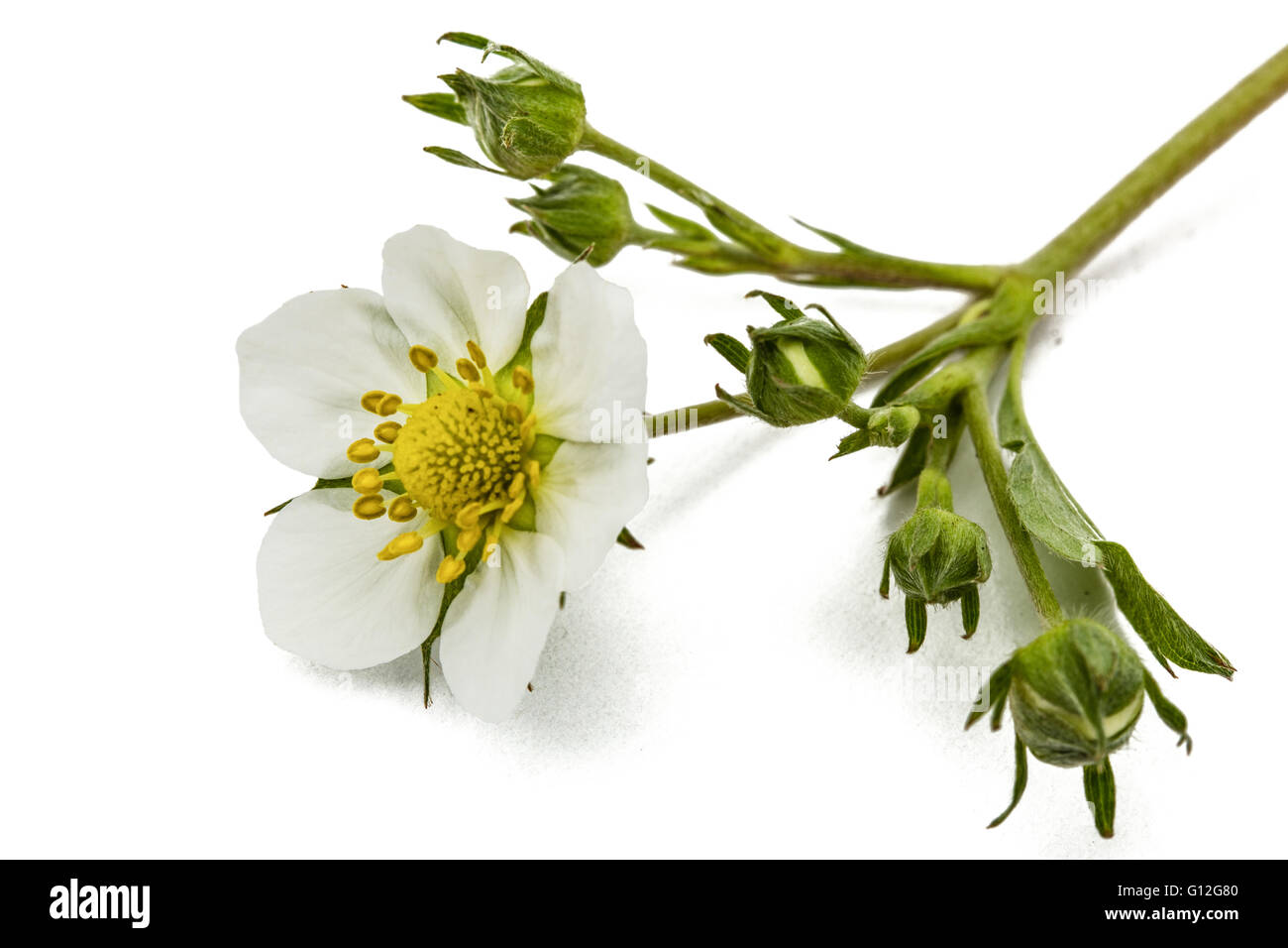 Fleur de fraisiers sauvages, Fragaria ananassa, isolé sur fond blanc ...