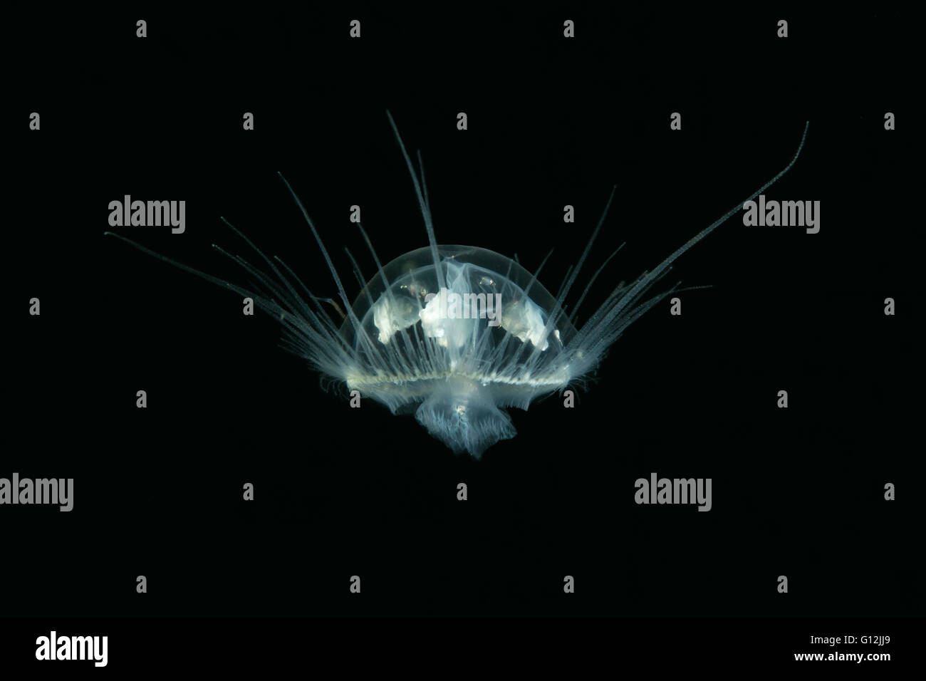 Méduses noire Banque de photographies et d’images à haute résolution ...