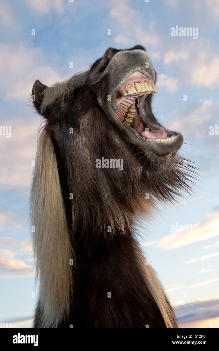 Cheval qui rit Banque de photographies et d’images à haute résolution ...