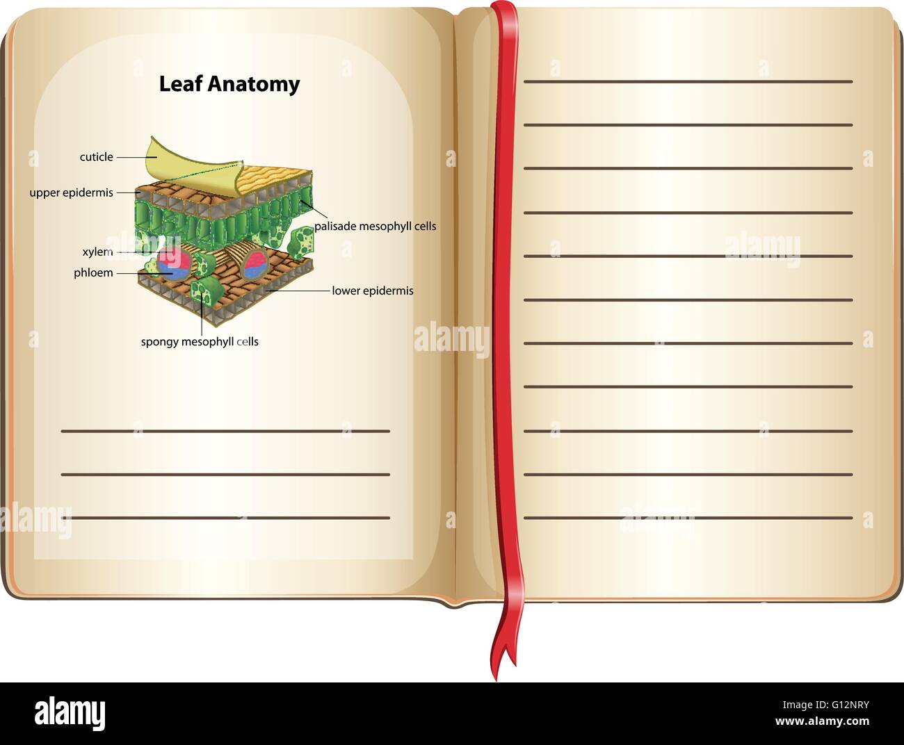 Anatomie de la feuille Banque d'images vectorielles - Alamy