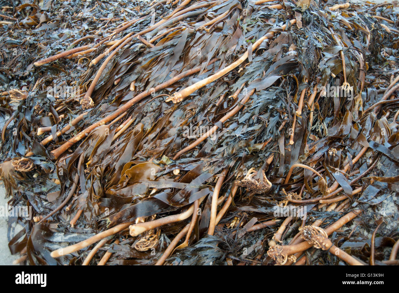 Commander laminariales Banque de photographies et d’images à haute ...