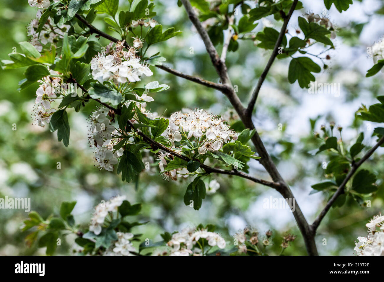 Crataegus species Banque de photographies et d’images à haute ...