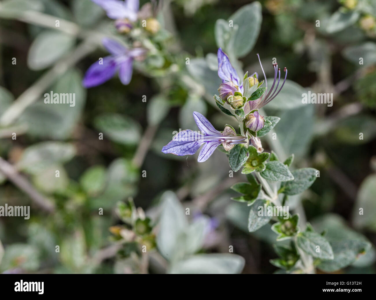 Teucrium fruticans Banque de photographies et d’images à haute ...