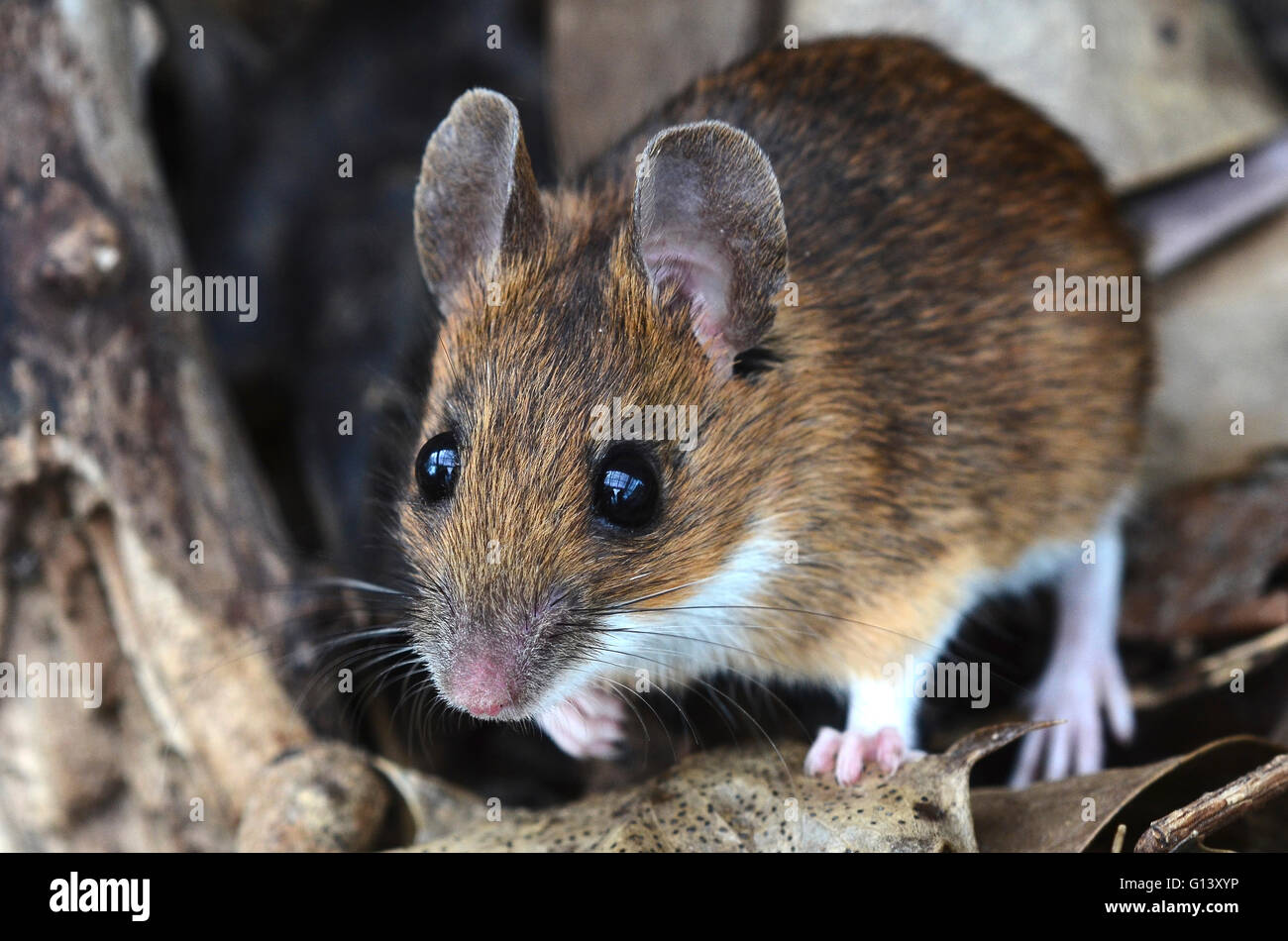 Souris à cou jaune Banque de photographies et d’images à haute ...