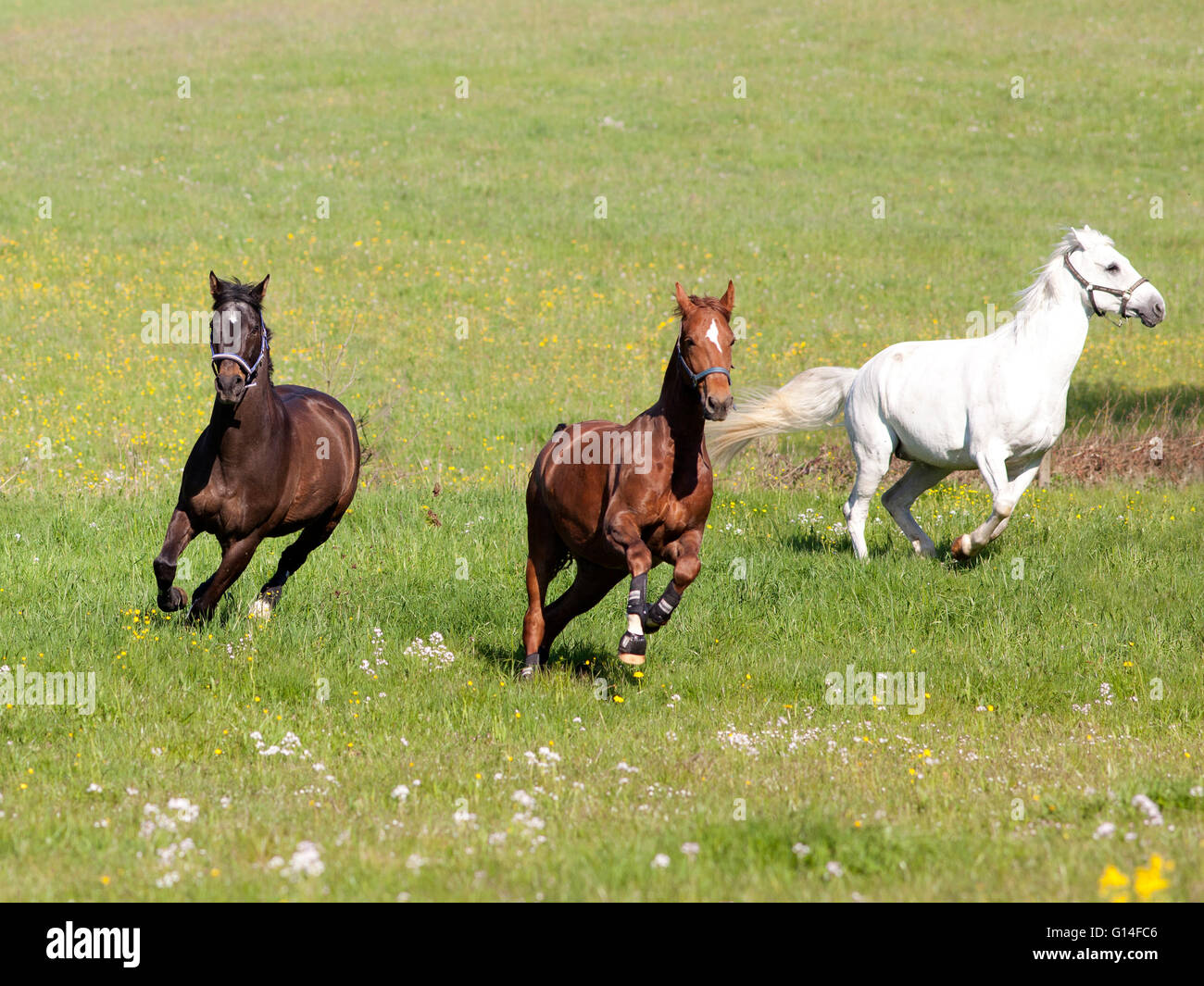Trois chevaux galop Banque de photographies et d’images à haute ...