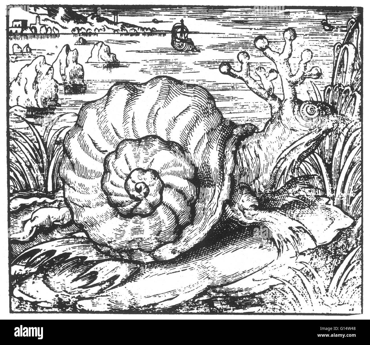 Gravure sur bois d'un "clou de la mer Sarmate' dans des monstres et ...