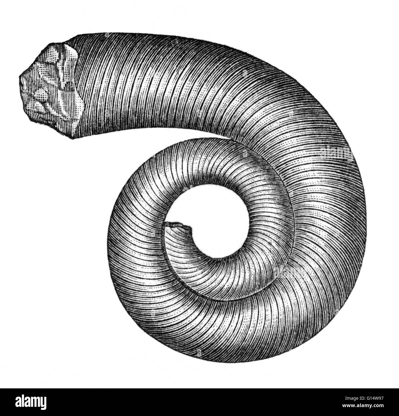 Nautiloid fossil Banque de photographies et d’images à haute résolution ...