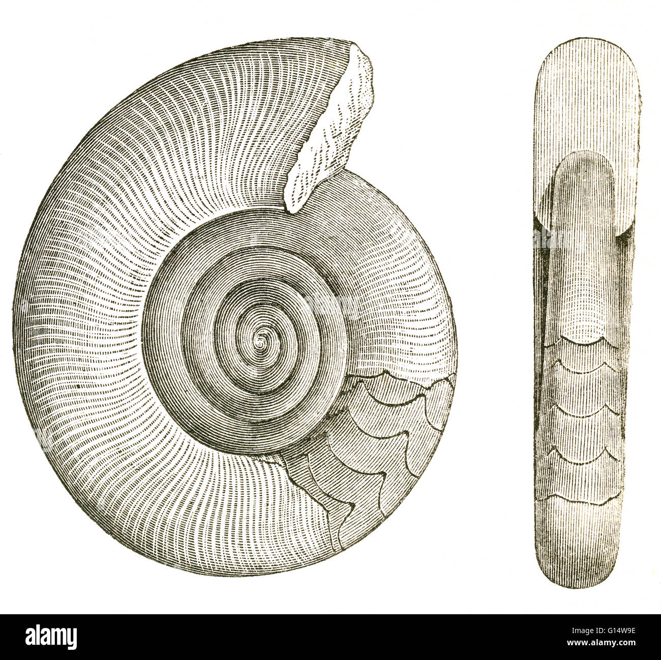 Ammonite illustration Banque de photographies et d’images à haute ...