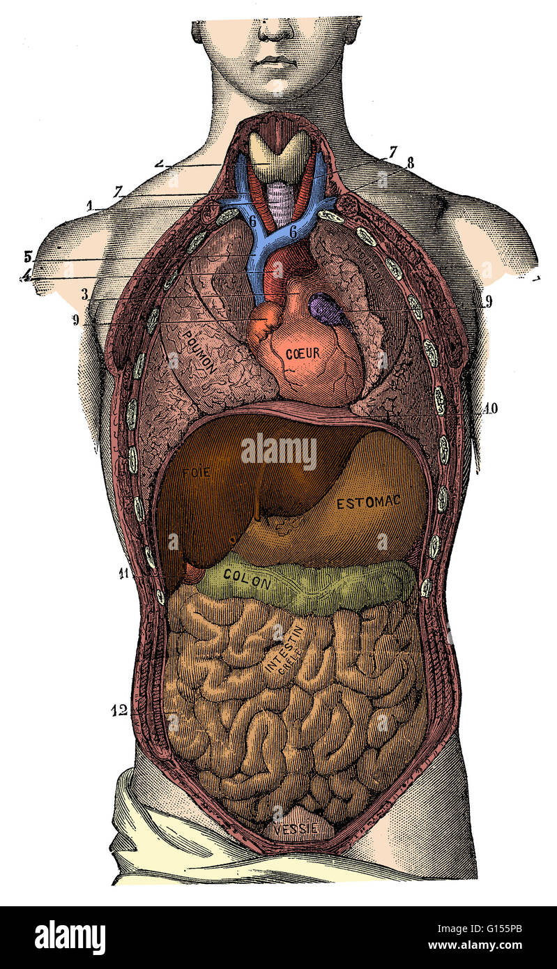 Renforcement de couleur illustration d'une vue générale des organes du ...