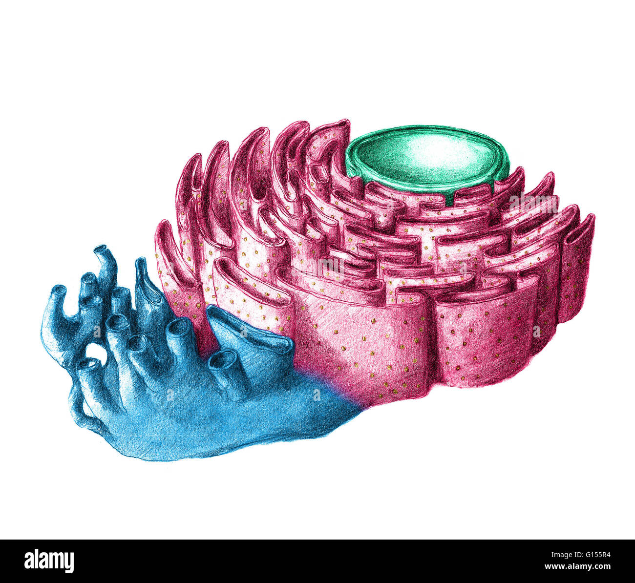 Renforcement de couleur illustration de réticulum endoplasmique (RE ...