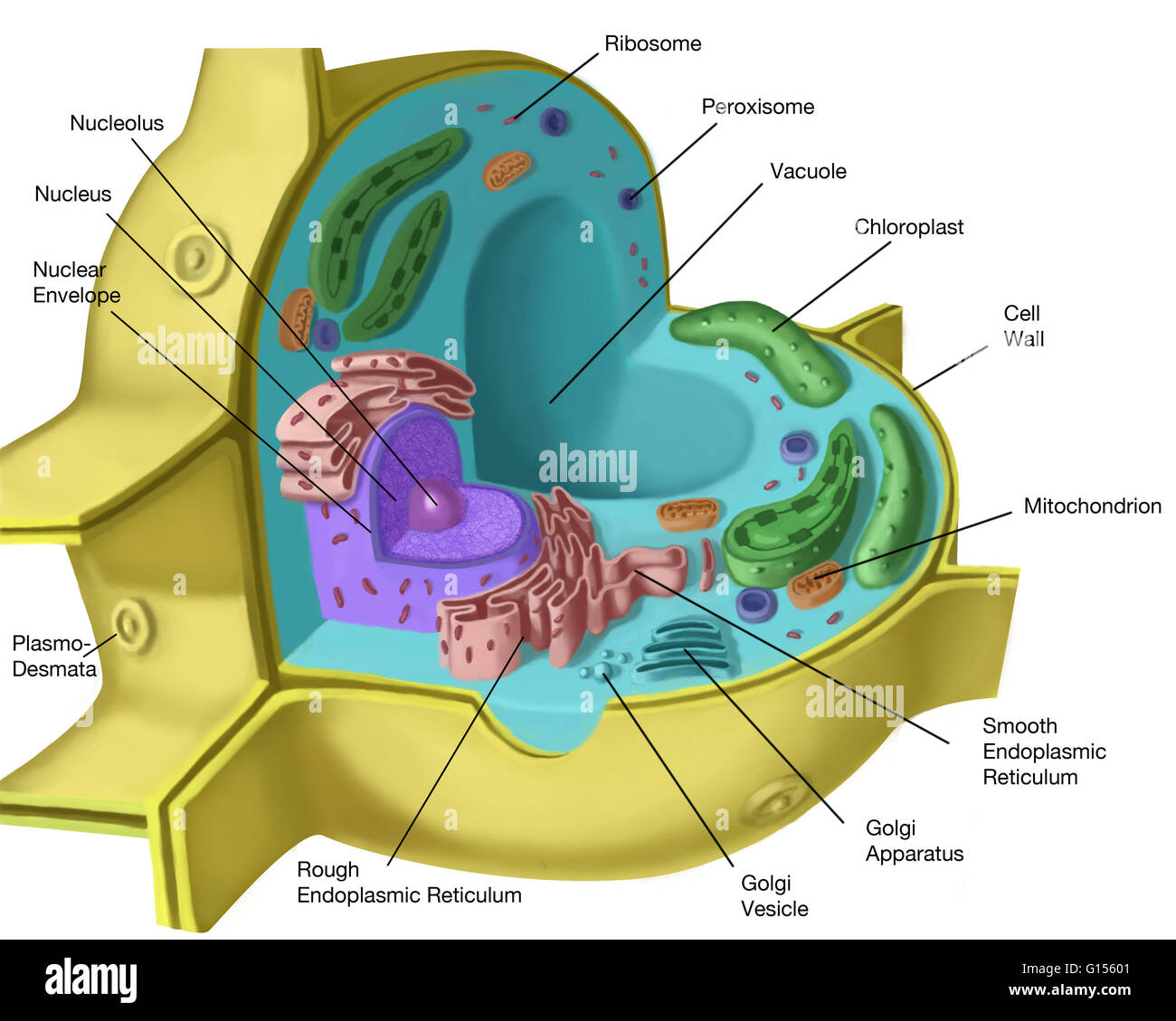La structure cellulaire des plantes. Artwork d'une cellule végétale ...