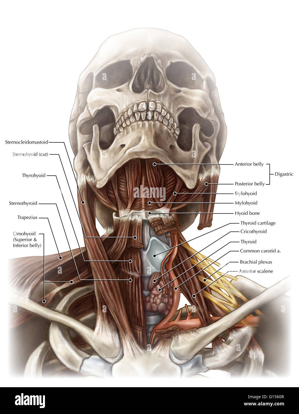 Une vue montrant les muscles et de structures importantes de la nuque ...