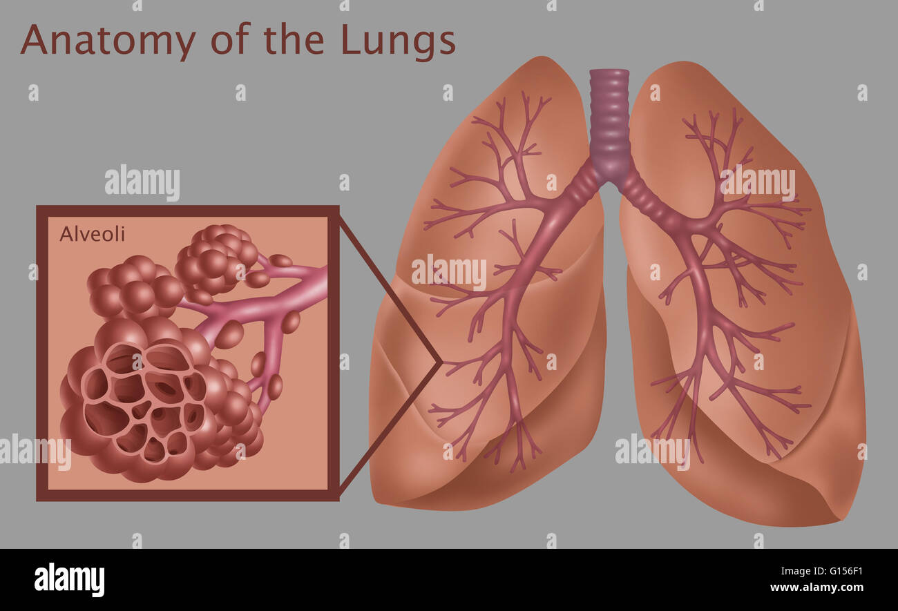 Illustration de l'anatomie des poumons, avec un gros plan sur les ...