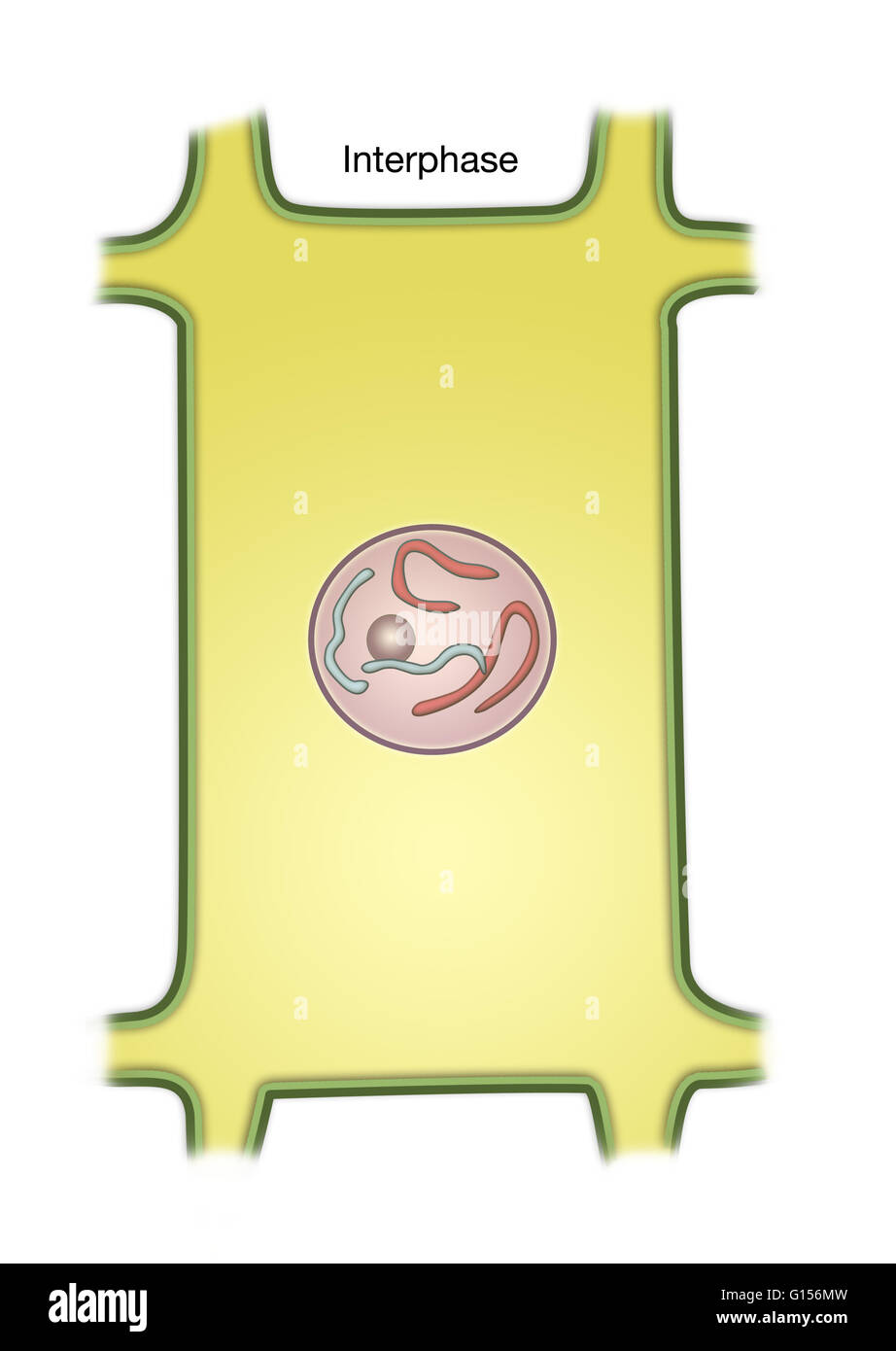 Schéma électrique de l'interphase de la mitose dans une cellule ...