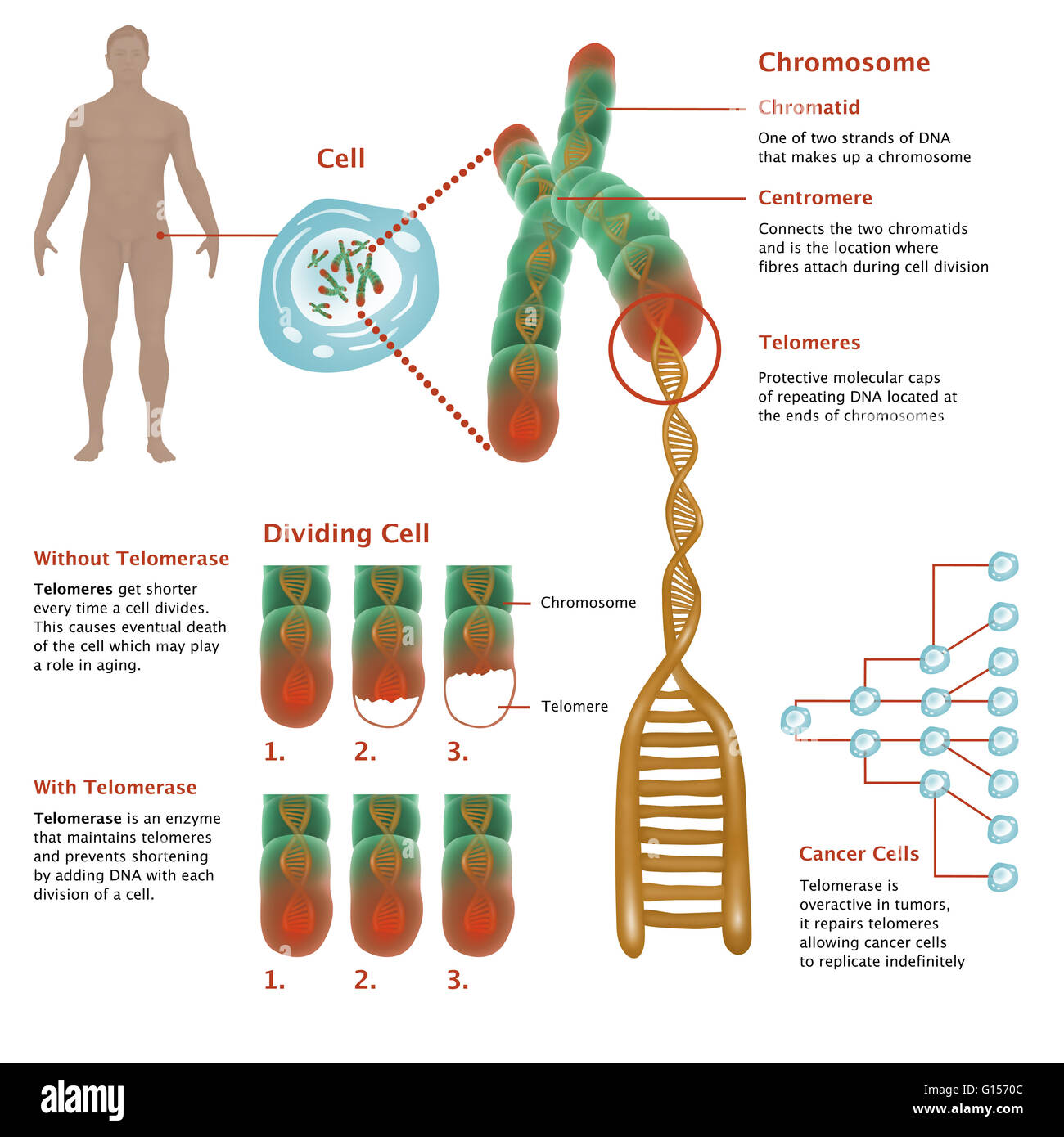 Schéma illustré montrant en détail la structure des chromosomes, et ...