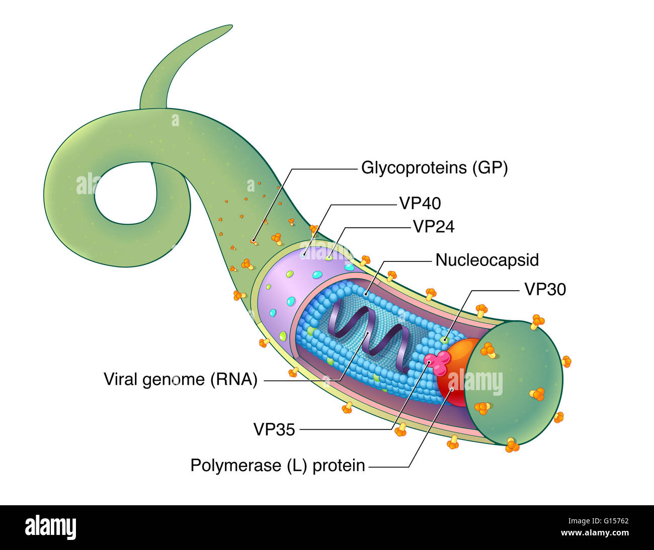 Un schéma illustré du virus Ebola (EBOV), un virus responsable de la ...