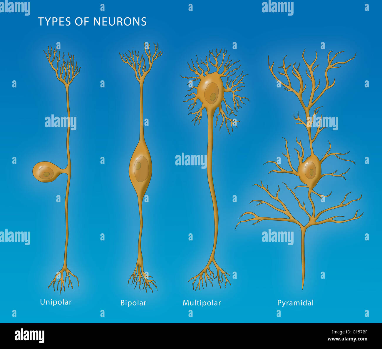 Illustration montrant les 4 types de neurones. De gauche à droite ...