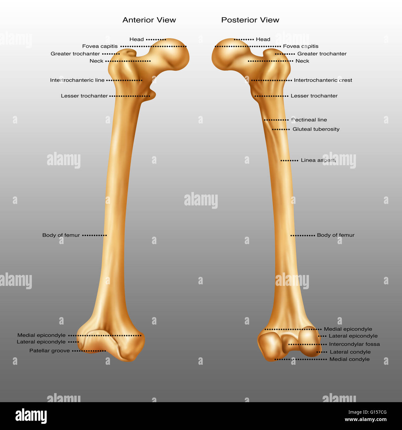 Lesser Trochanter Photos & Lesser Trochanter Images - Alamy