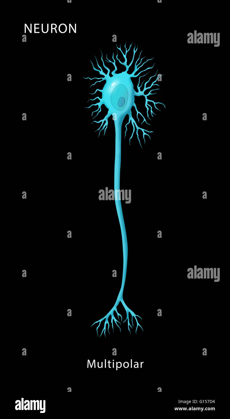 Illustration de l'étiquette d'un neurone multipolaire, l'un des quatre ...