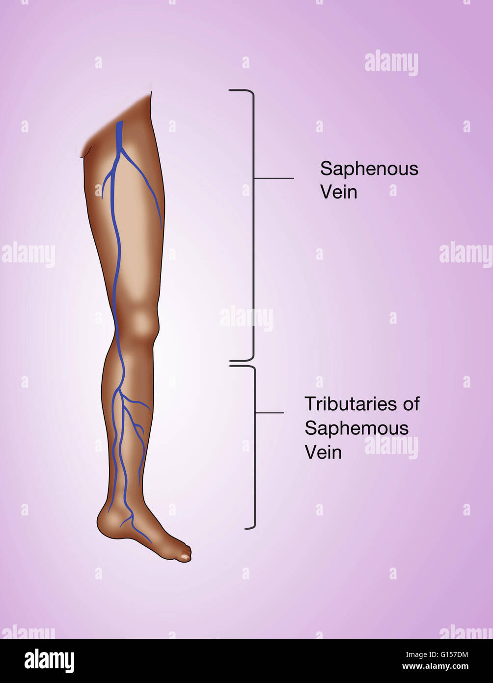 Illustration De L étiquette La Jambe Montrant La Grande Veine Saphène