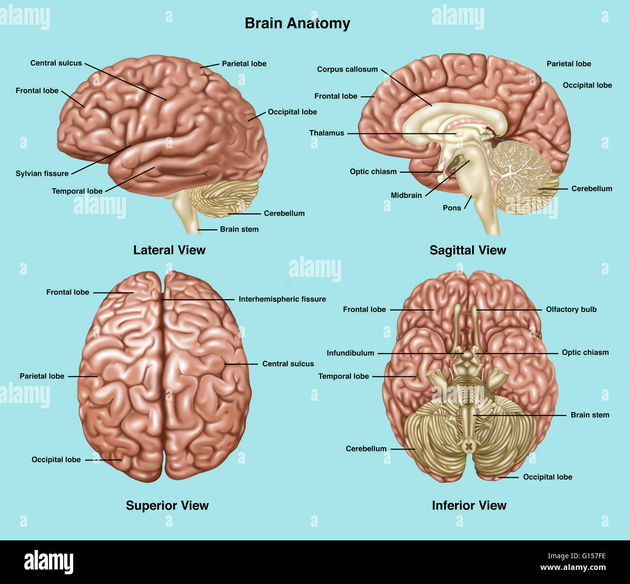 Illustration montrant l'anatomie d'un cerveau normal en lateral ...