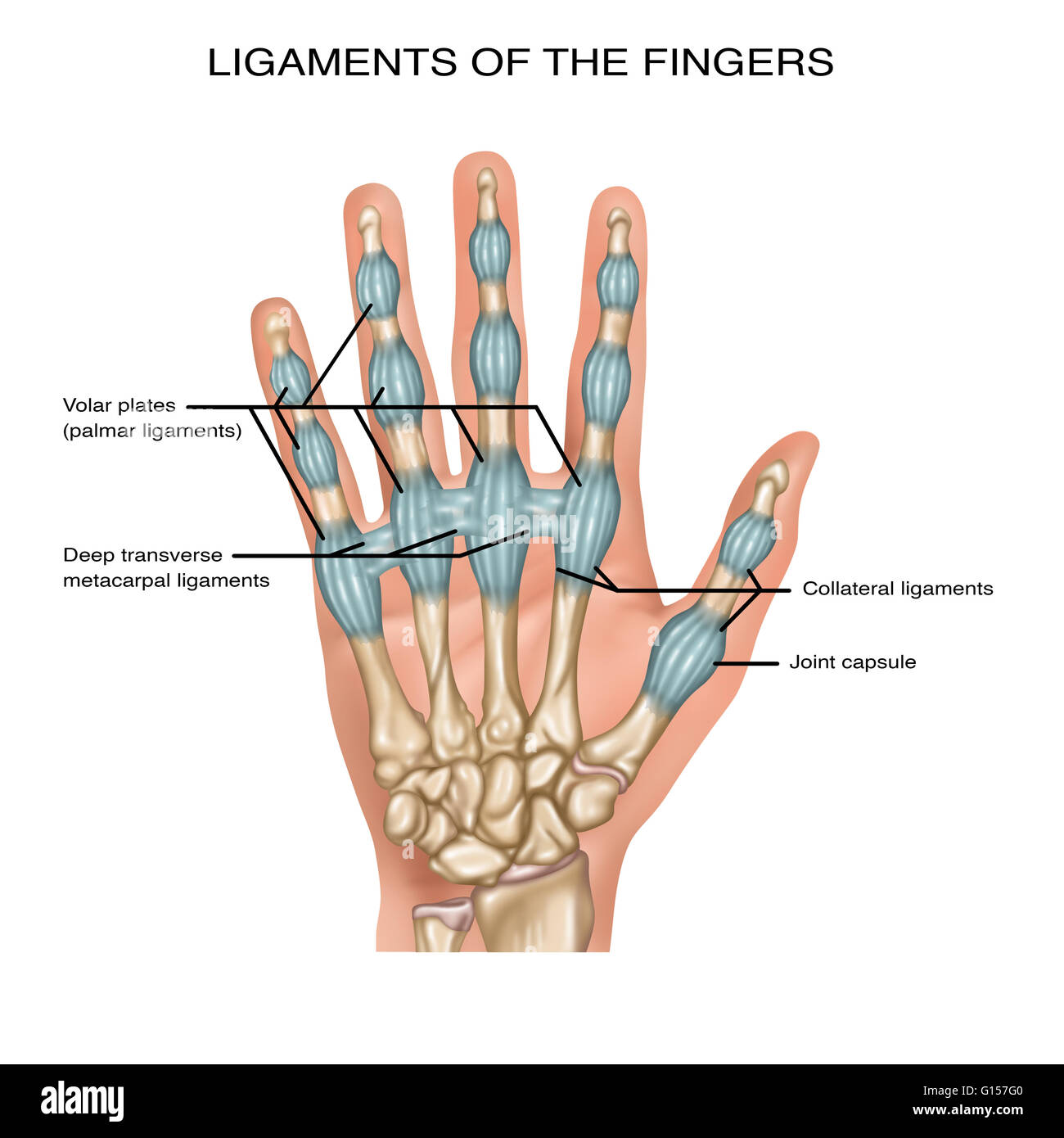 Illustration montrant les ligaments des doigts. À noter sont la face ...