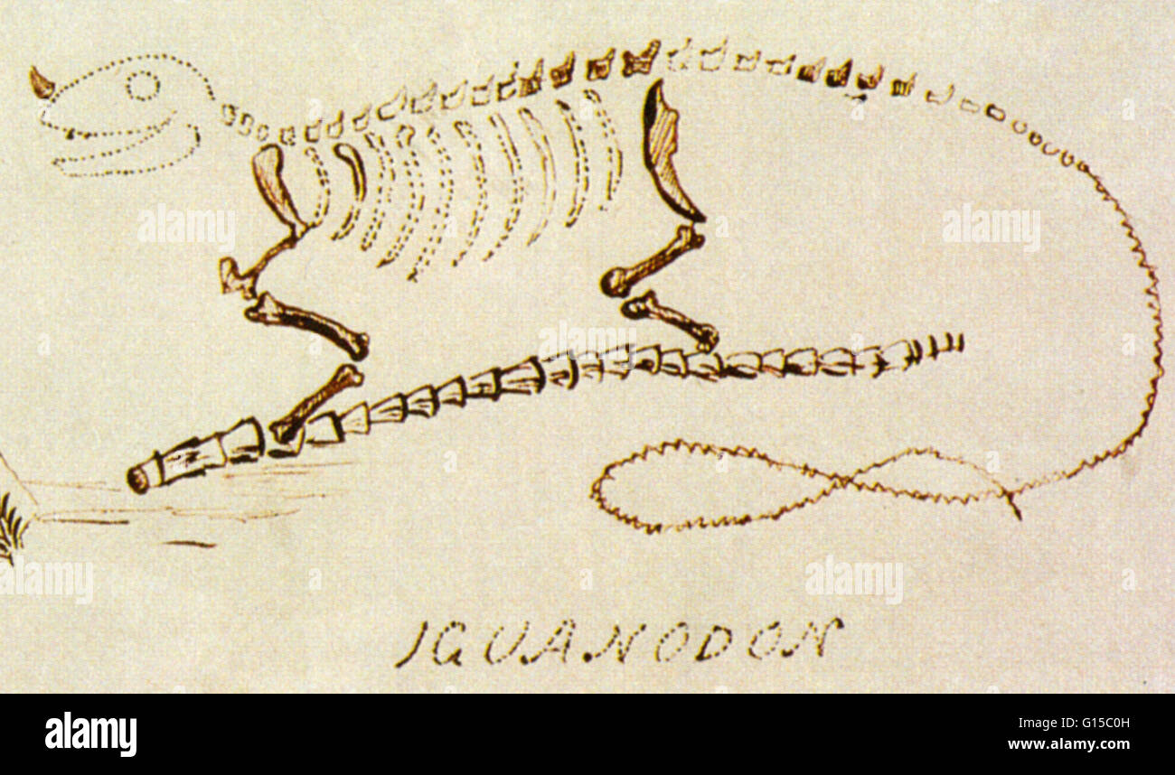 El iguanodon Banque de photographies et d’images à haute résolution - Alamy